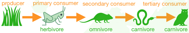 What is an ecosystem? - Internet Geography