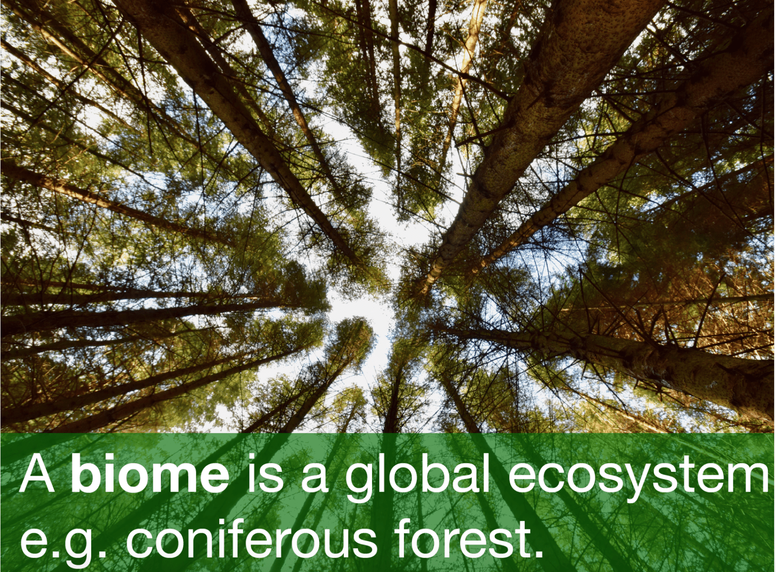 Ecosystem Keyword Posters - Internet Geography