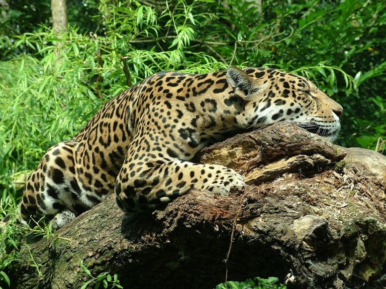 How have animals adapted to the rainforest environment? - Internet ...