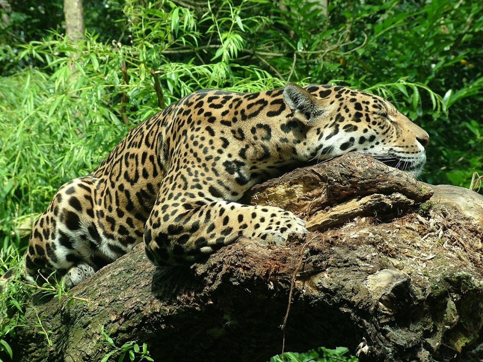 How have animals adapted to the rainforest environment? - Internet ...