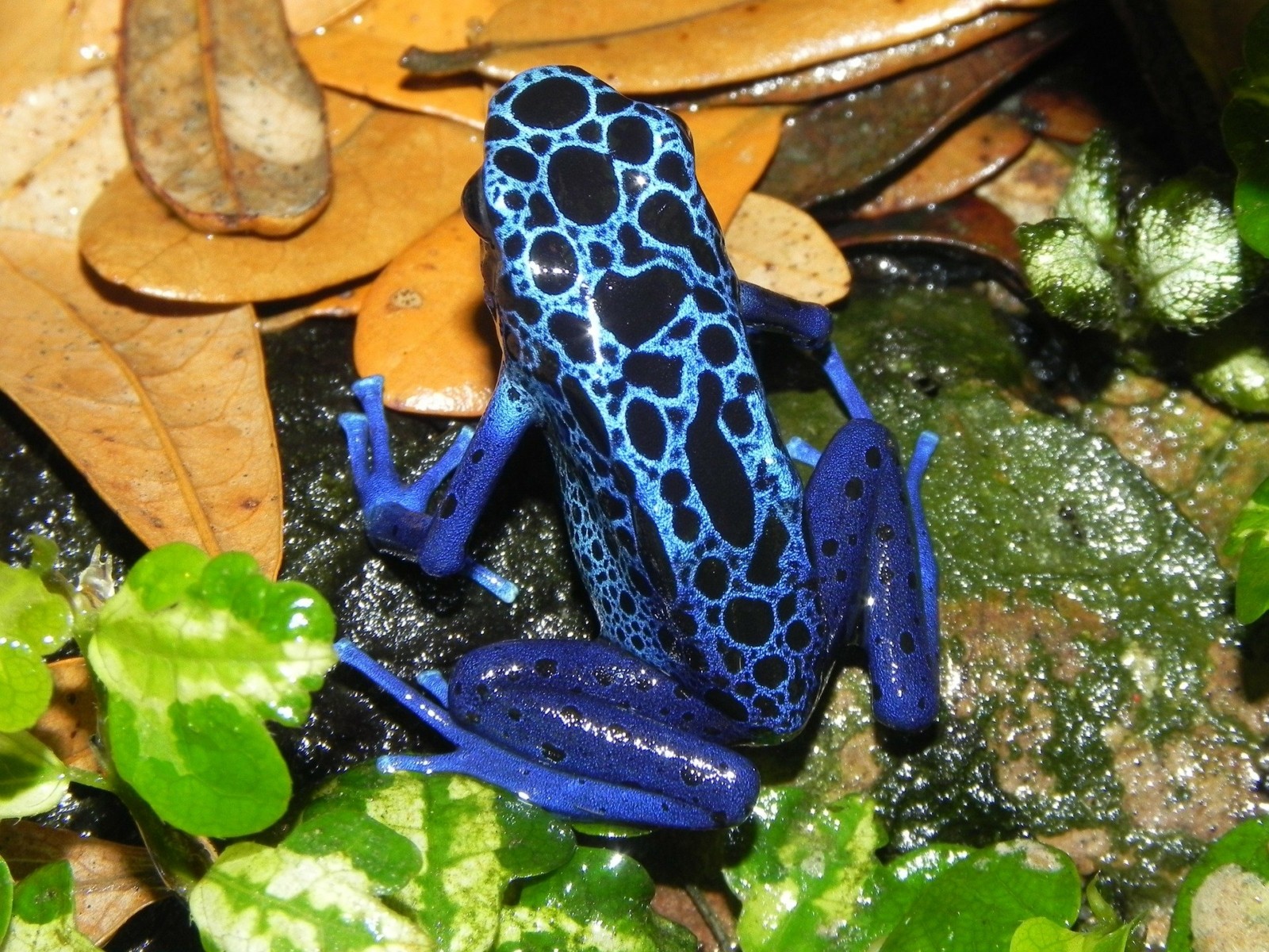 How have animals adapted to the rainforest environment? - Internet ...