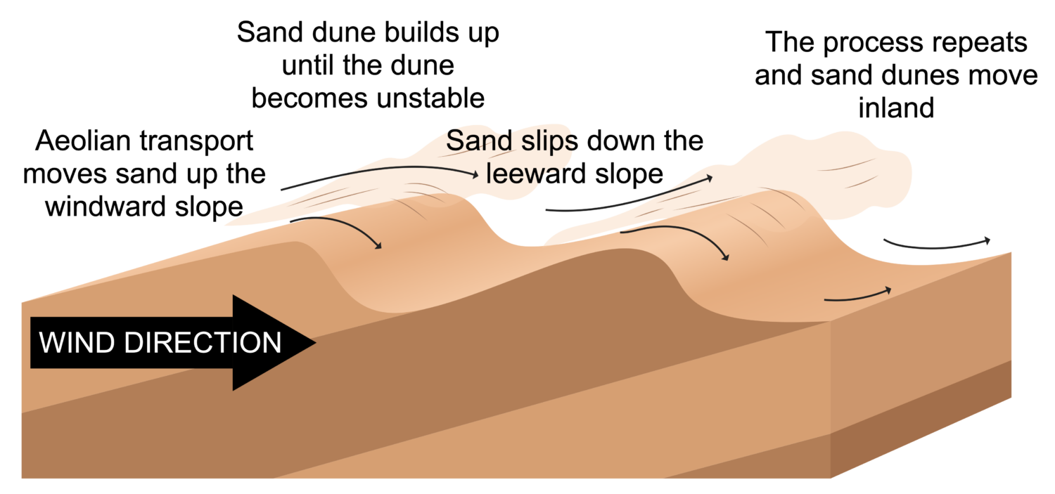 How are sand dunes formed? - Internet Geography