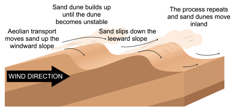 How are sand dunes formed? - Internet Geography